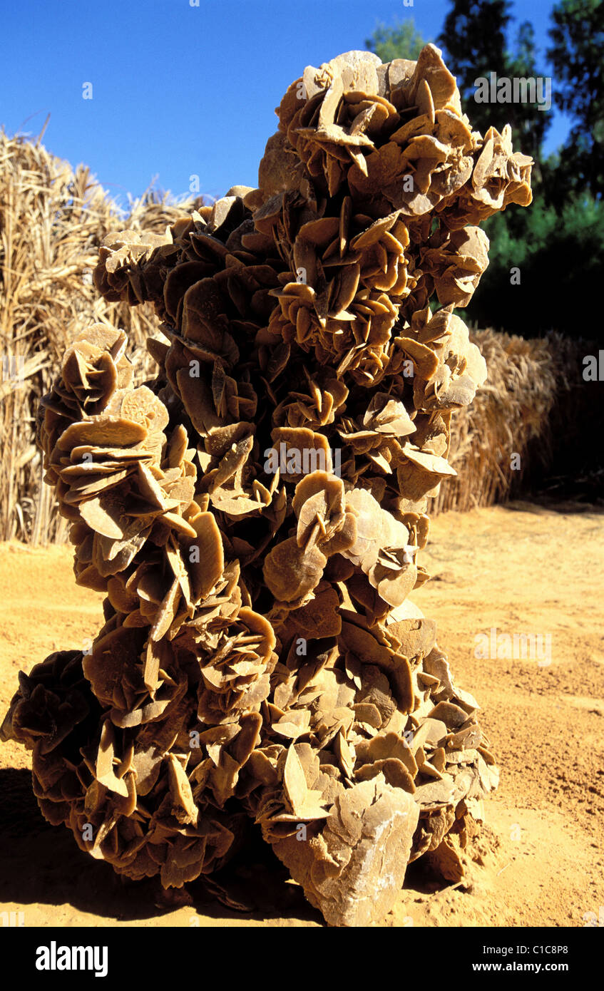 La Tunisie, au sud de la Tunisie, oasis de Ksar Ghilane, desert rose ...
