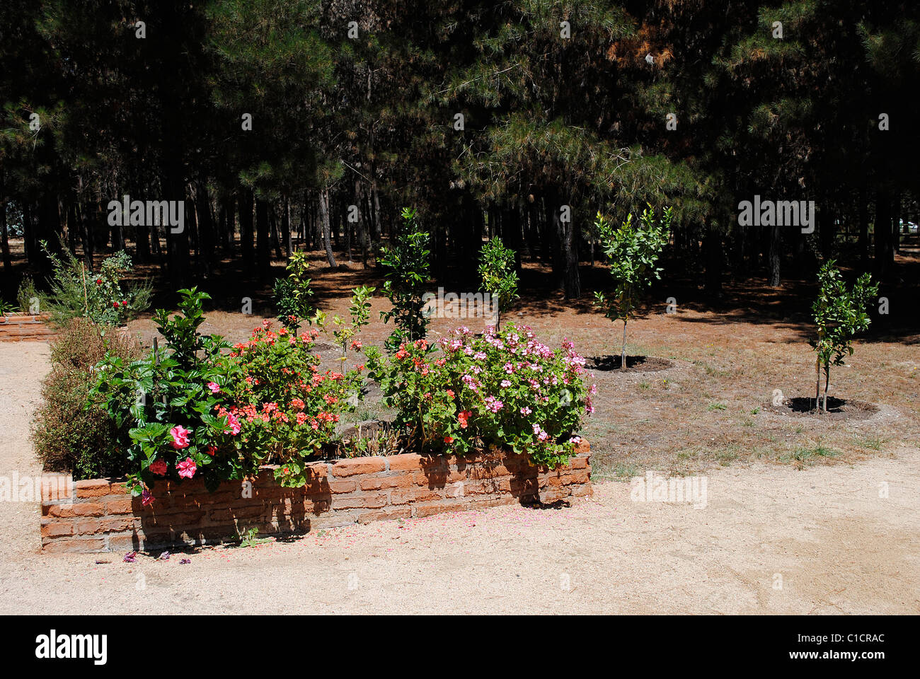 Plantes rurales Banque de photographies et d’images à haute résolution ...