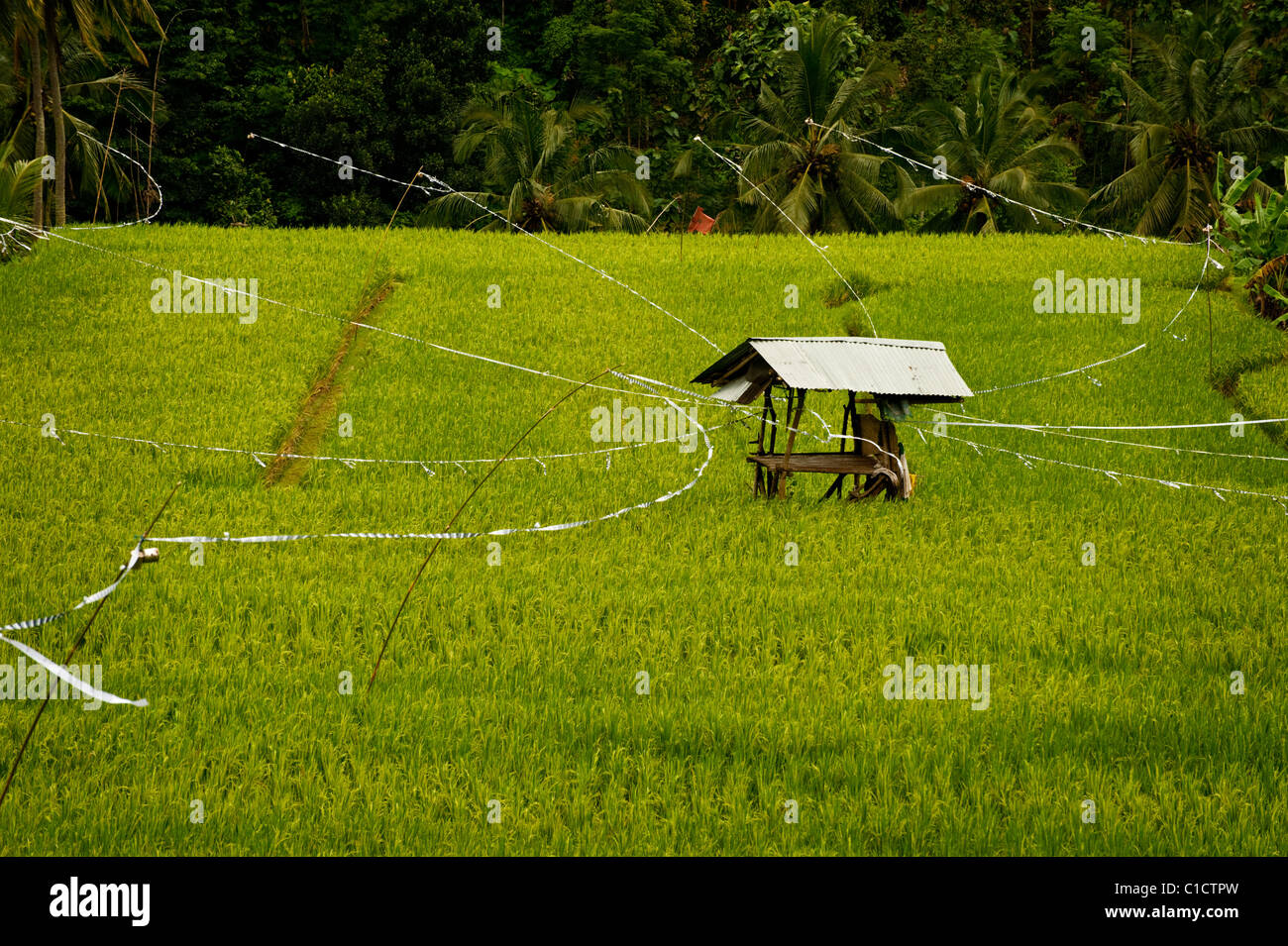 La région de Belimbing, Bali, Indonésie, est l'une des plus belles et ...