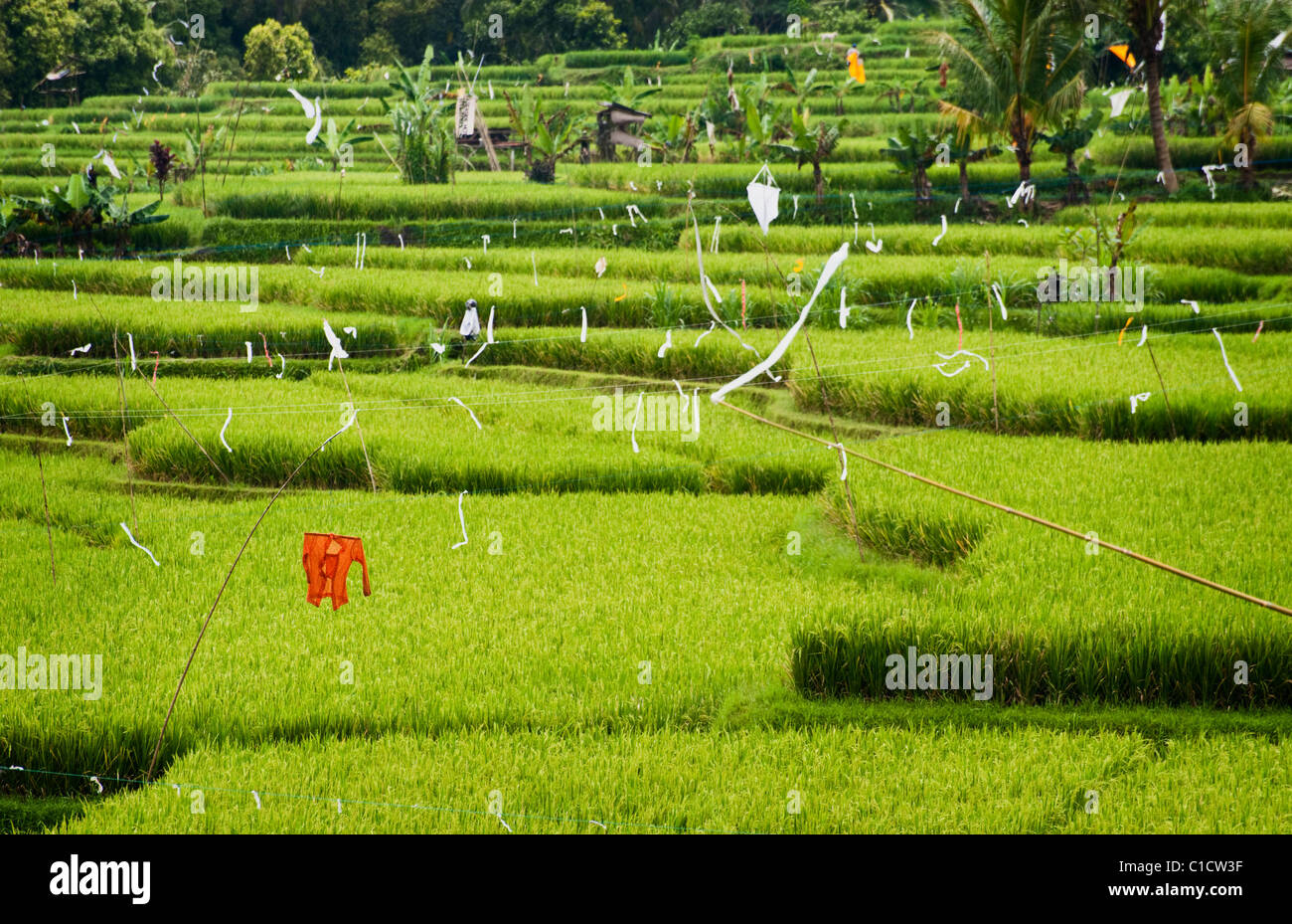 La région de Belimbing, Bali, Indonésie, est l'une des plus belles et ...