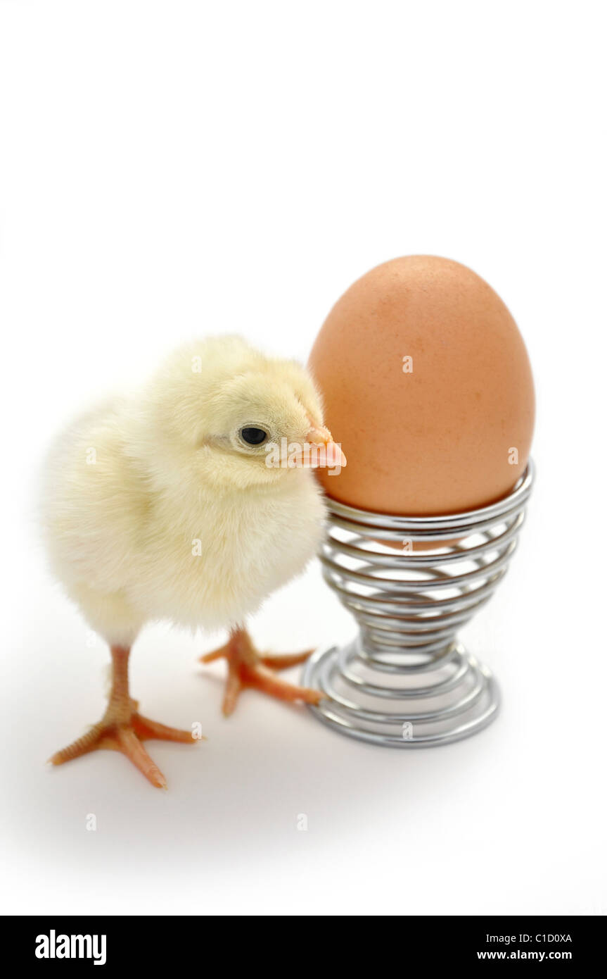 Poussin dans un oeuf Banque d'images détourées - Alamy