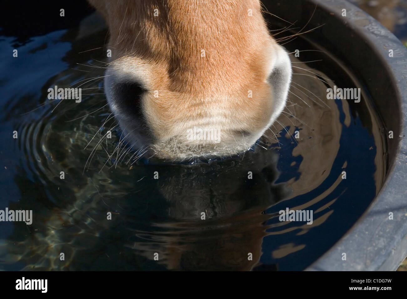 Cheval à boire Banque de photographies et d’images à haute résolution ...