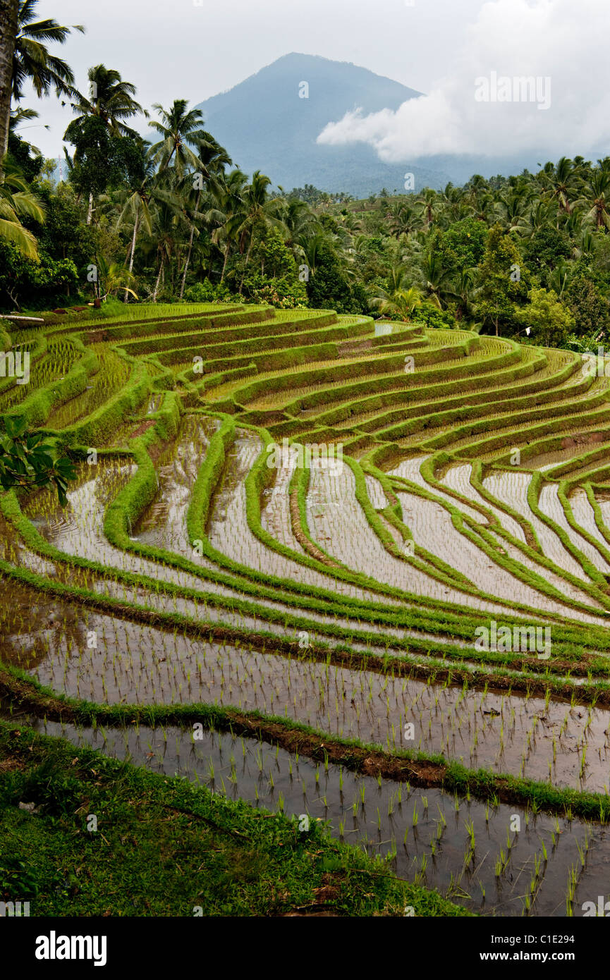 La région de Belimbing, Bali, Indonésie, est l'une des plus belles et ...