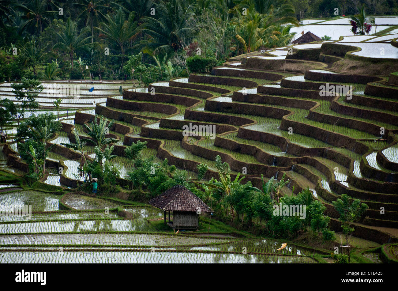 Usine de travailleurs une nouvelle culture de riz à Belimbing, Bali ...