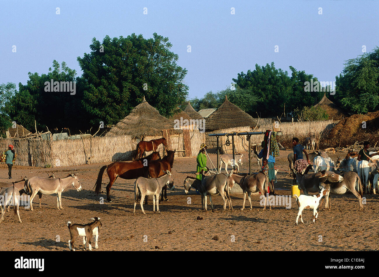Garabou niass Banque de photographies et d’images à haute résolution ...