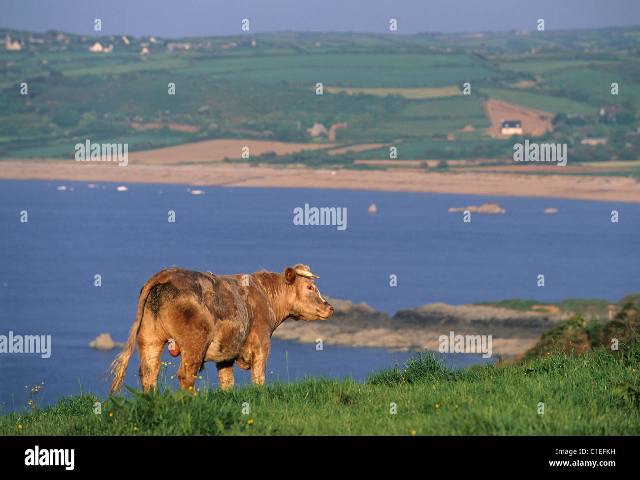 France, Manche, Cotentin, région du Cap de la Hague, vache Photo Stock ...