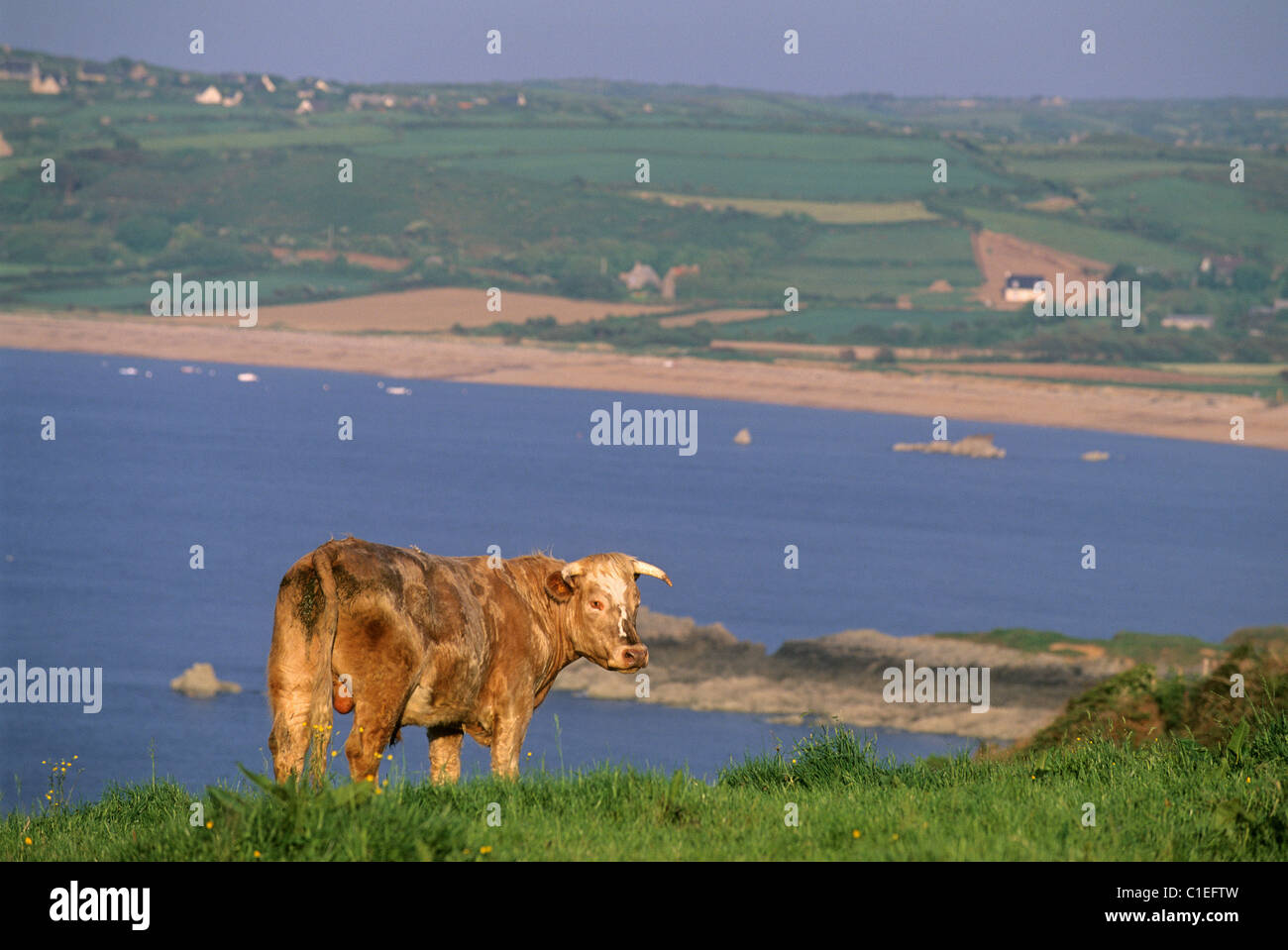 France, Manche, Cotentin, région du Cap de la Hague, une vache Photo ...