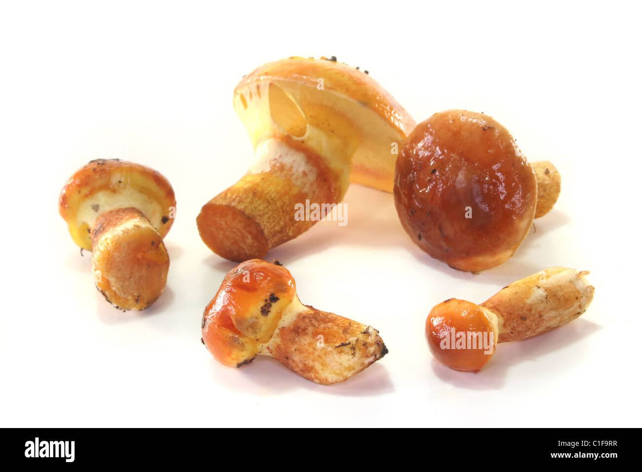 Bolets bovins Banque de photographies et d’images à haute résolution - Alamy