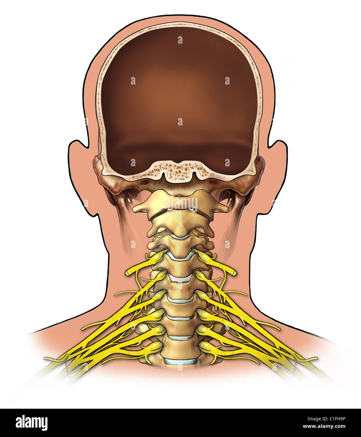 Rachis cervical nerfs Banque de photographies et d’images à haute ...