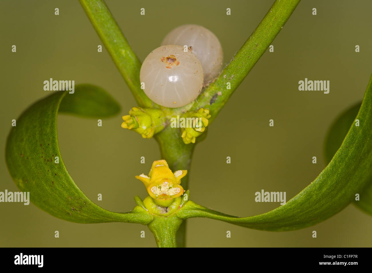 Le Gui Viscum album à la fin de l'hiver de fleurs : les fleurs mâles en ...