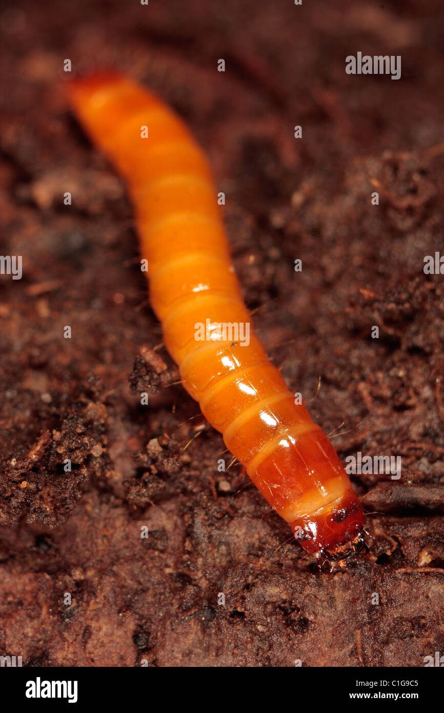 Body segmented Banque de photographies et d’images à haute résolution ...