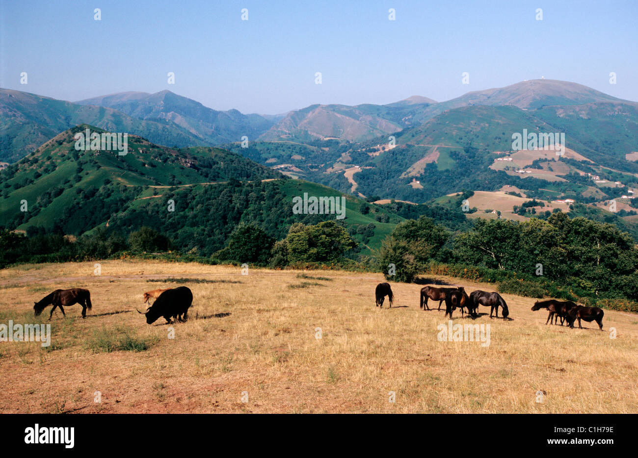 France, Pyrénées Atlantiques, pottok (cheval local de Pays Basque ...