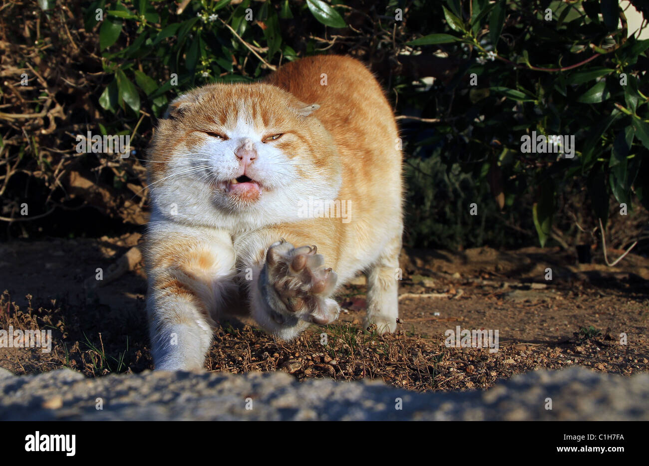 Stretching cat Banque de photographies et d’images à haute résolution ...