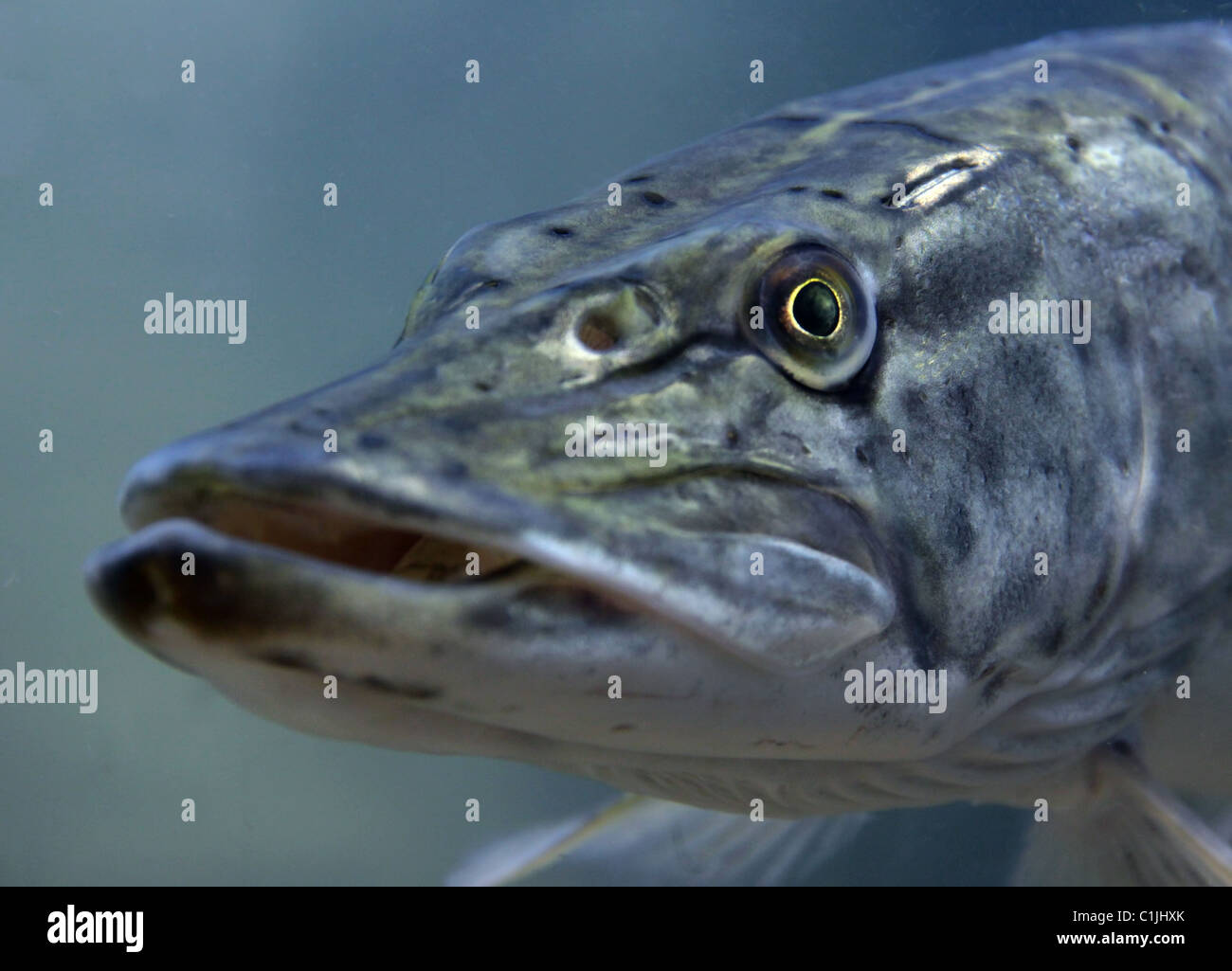 Tete De Poisson Banque d'image et photos - Alamy