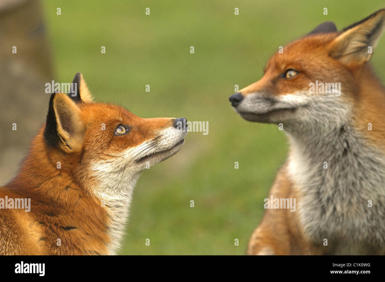 Renards roux Banque de photographies et d’images à haute résolution - Alamy