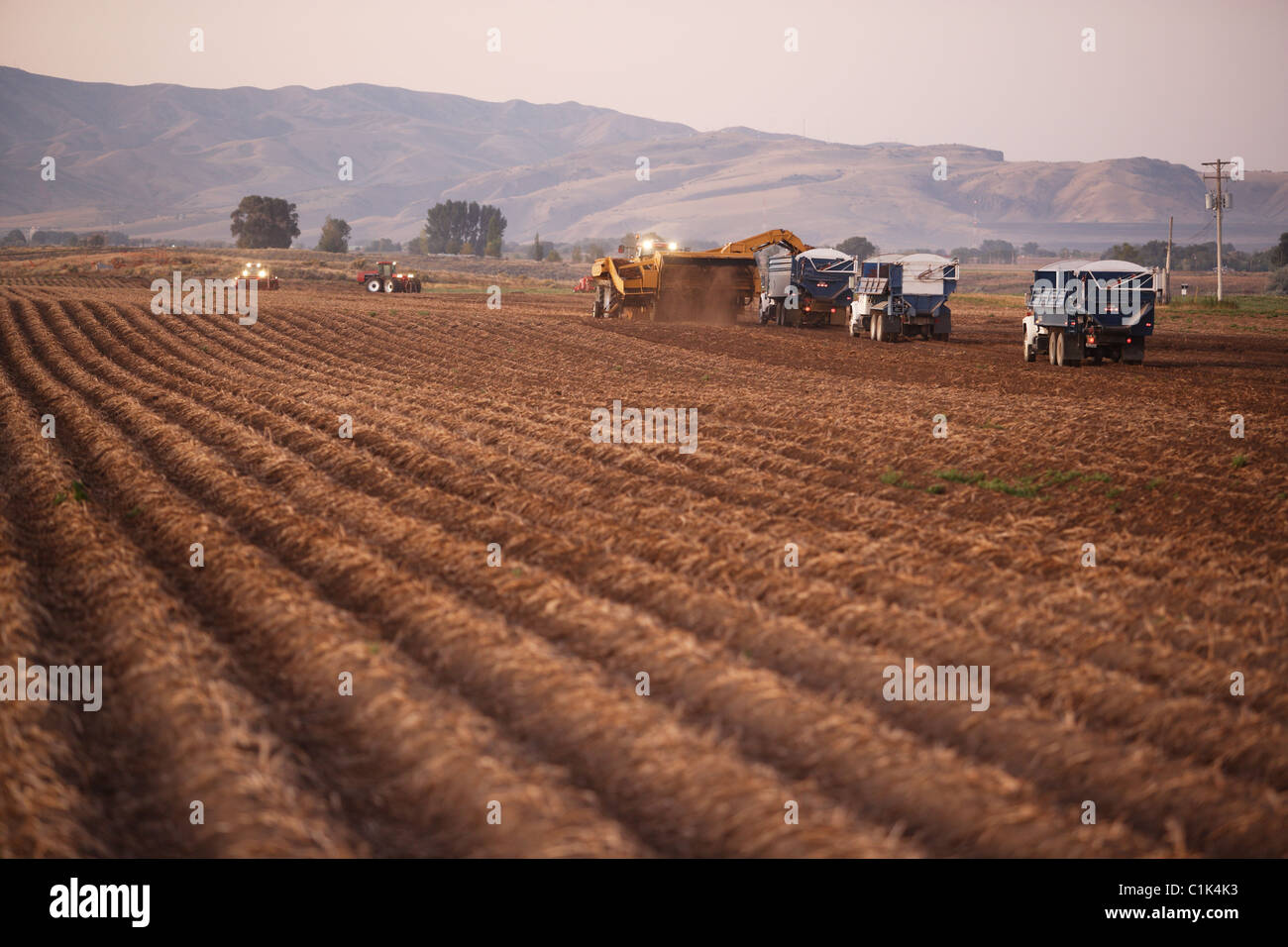 Machines de pommes de terre agricoles Banque de photographies et d ...