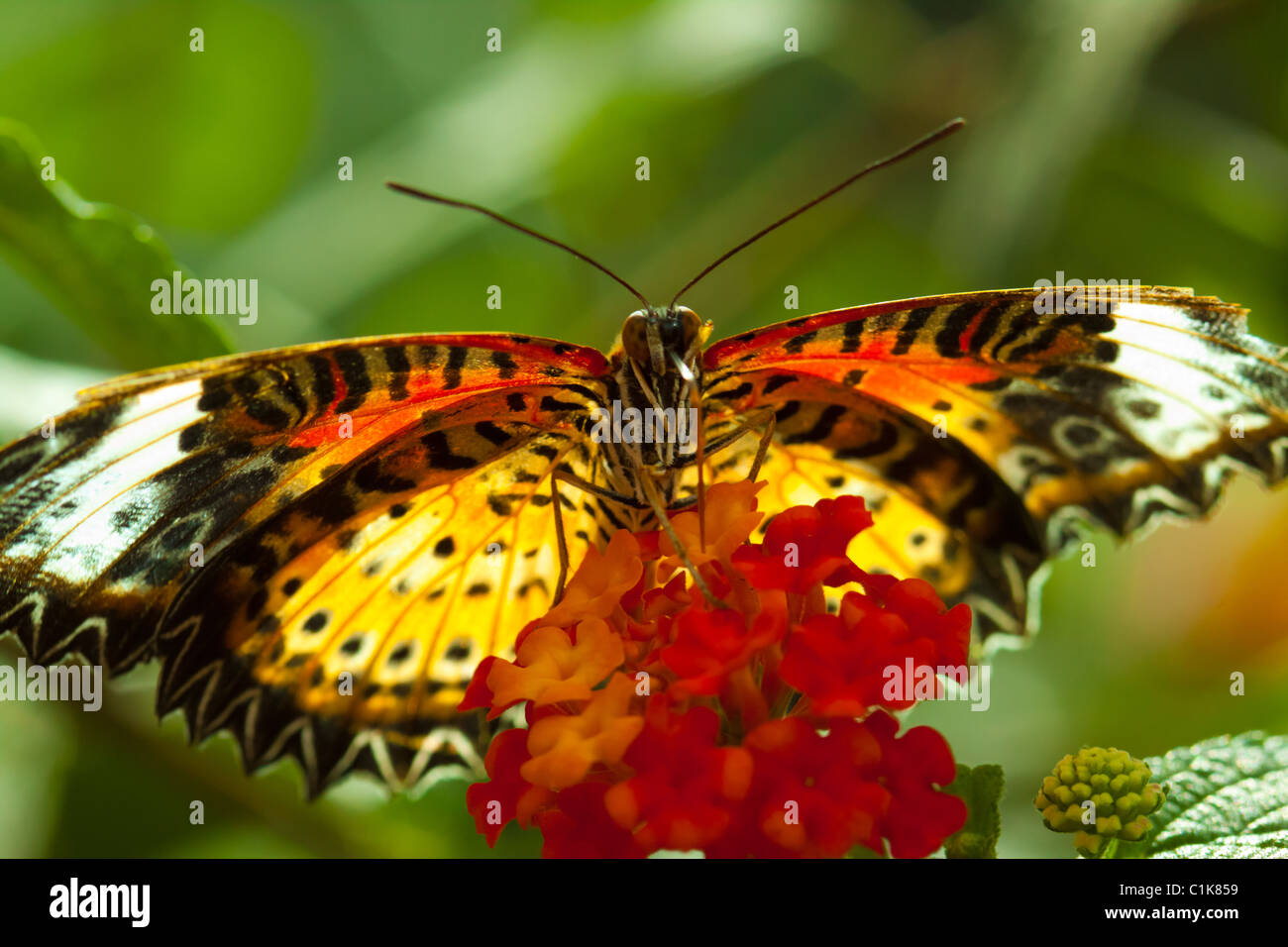 Papillon lune bleue Banque de photographies et d’images à haute ...