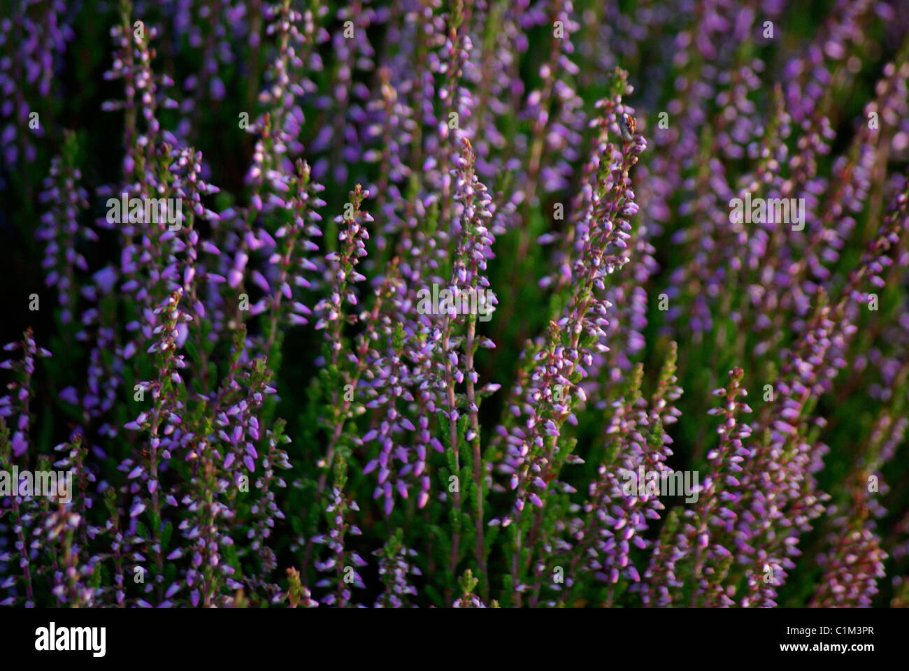 Heather calluna vulgaris Banque de photographies et d’images à haute ...
