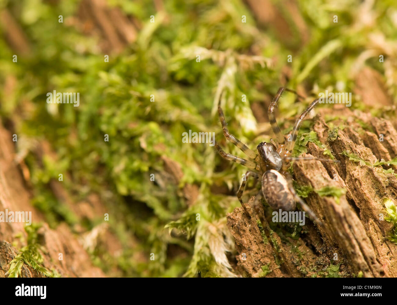 Neriene montana Banque de photographies et d’images à haute résolution ...