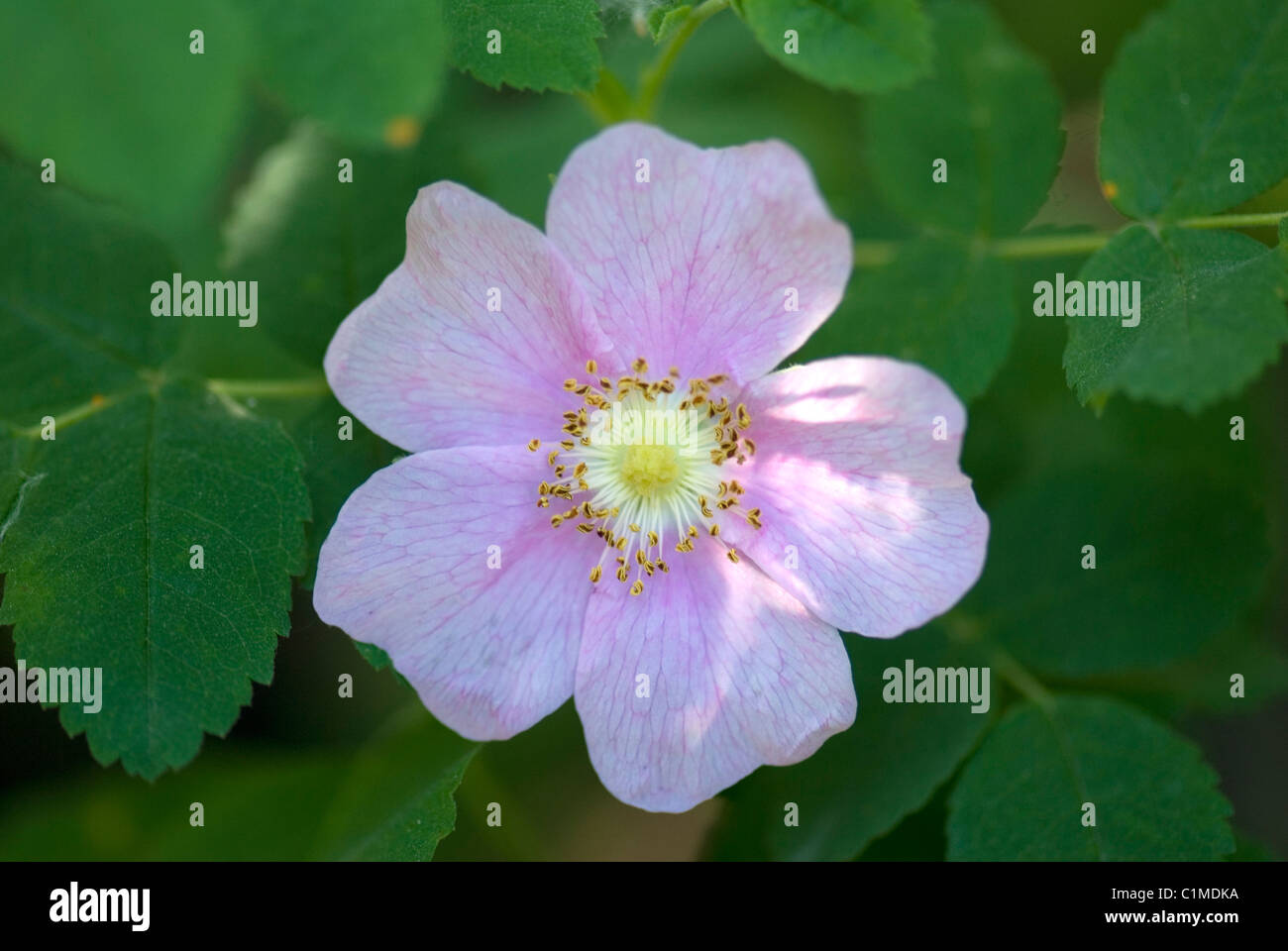 Fleur de l'alberta Banque de photographies et d’images à haute ...
