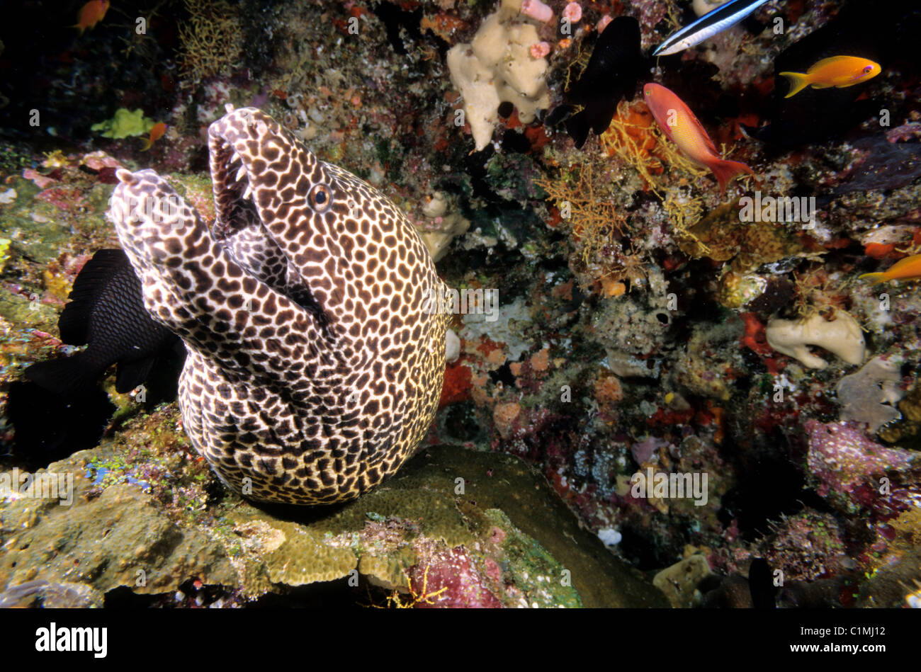 Leopard moray eel Banque de photographies et d’images à haute ...