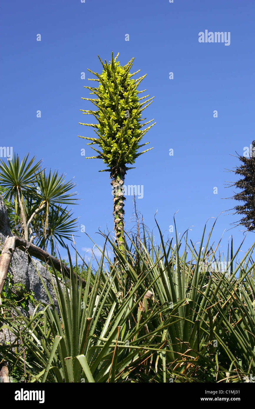 Puya chilien Banque de photographies et d’images à haute résolution - Alamy