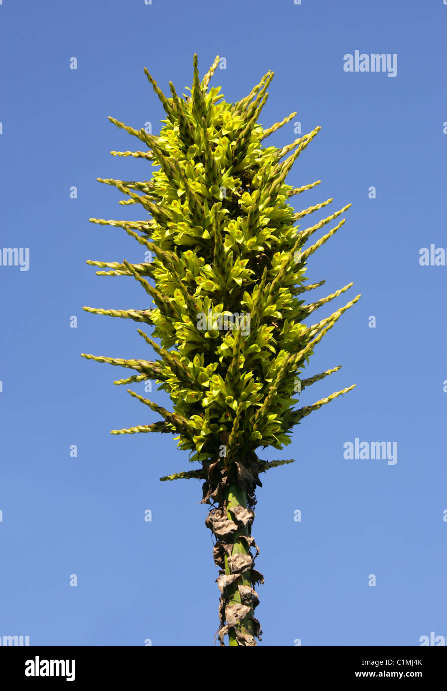 Puya chilensis Banque de photographies et d’images à haute résolution ...