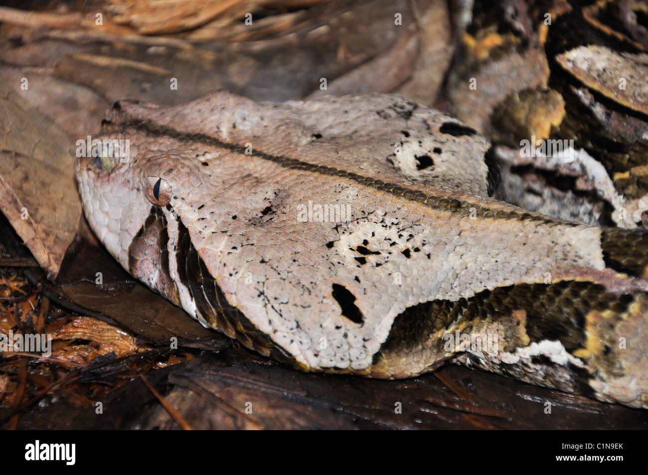 Bitis gabonica gabonica Banque de photographies et d’images à haute ...
