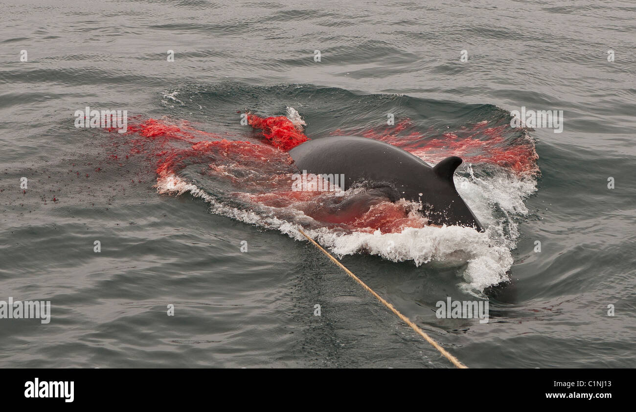 Chasse au petit rorqual Banque de photographies et d’images à haute ...