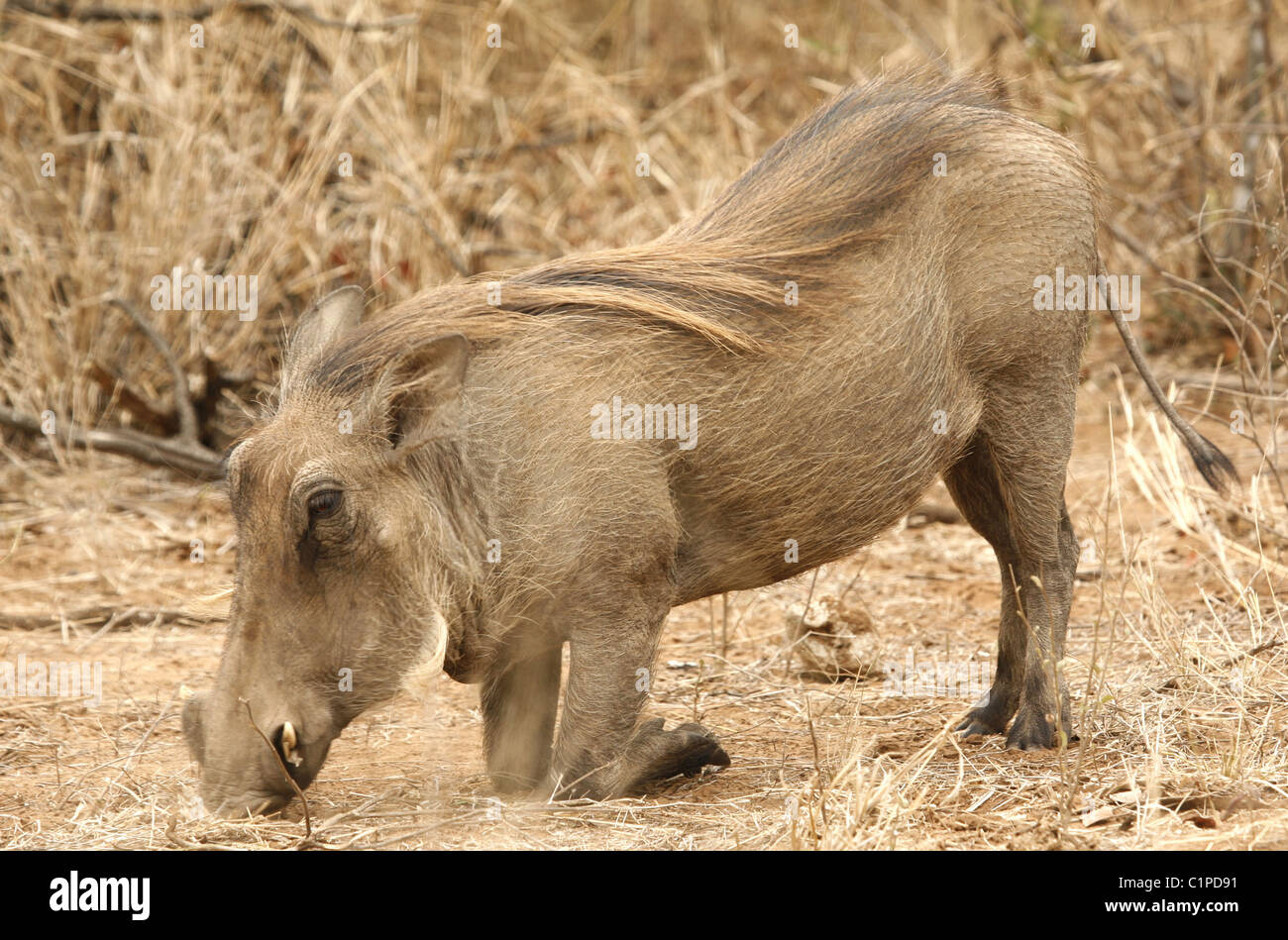 Photo d'un phacochère africain l'alimentation. Le phacochère ou ...