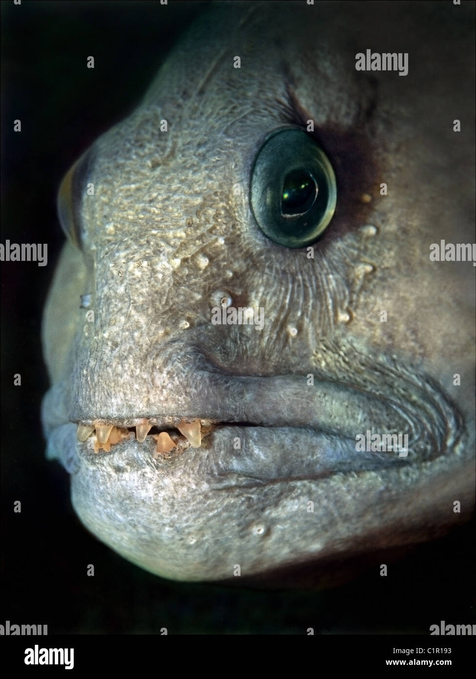Wolf fish anarhichas lupus ocean fish Banque de photographies et d ...