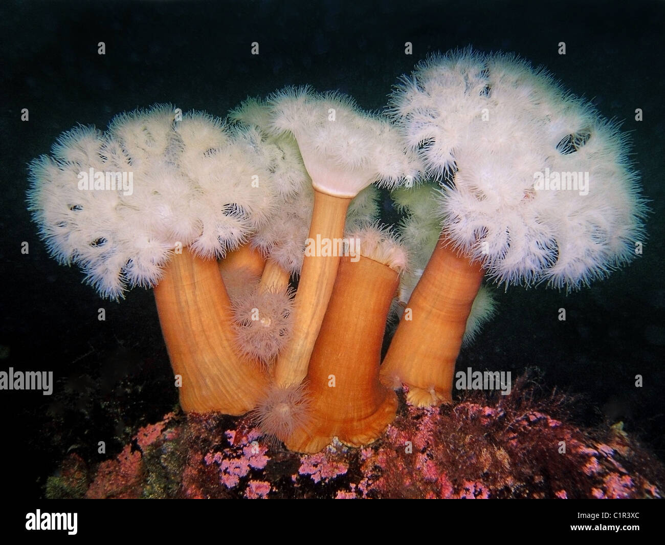 Plumose anemone metridium senile Banque de photographies et d’images à ...