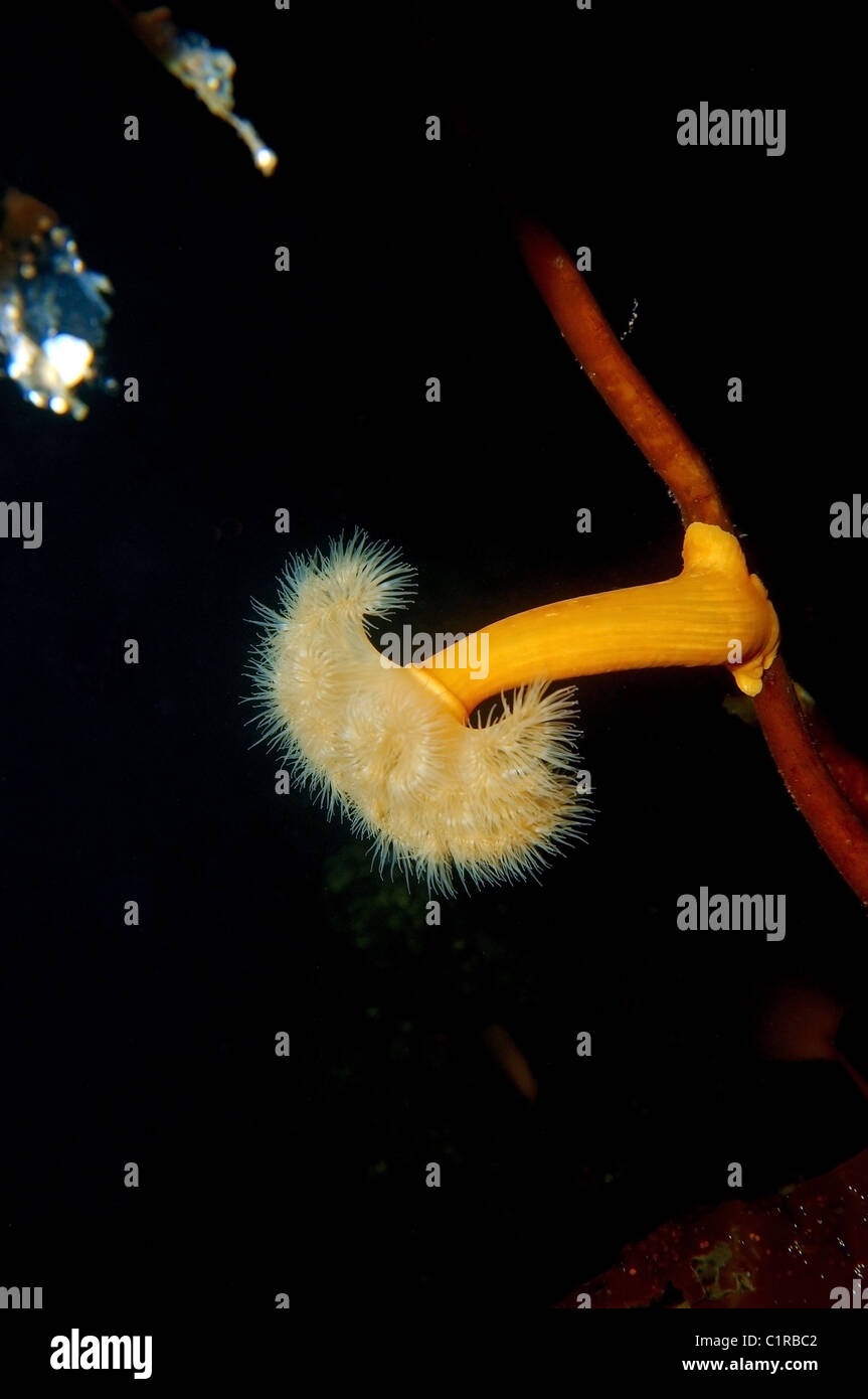 Plumose anemone metridium senile Banque de photographies et d’images à ...