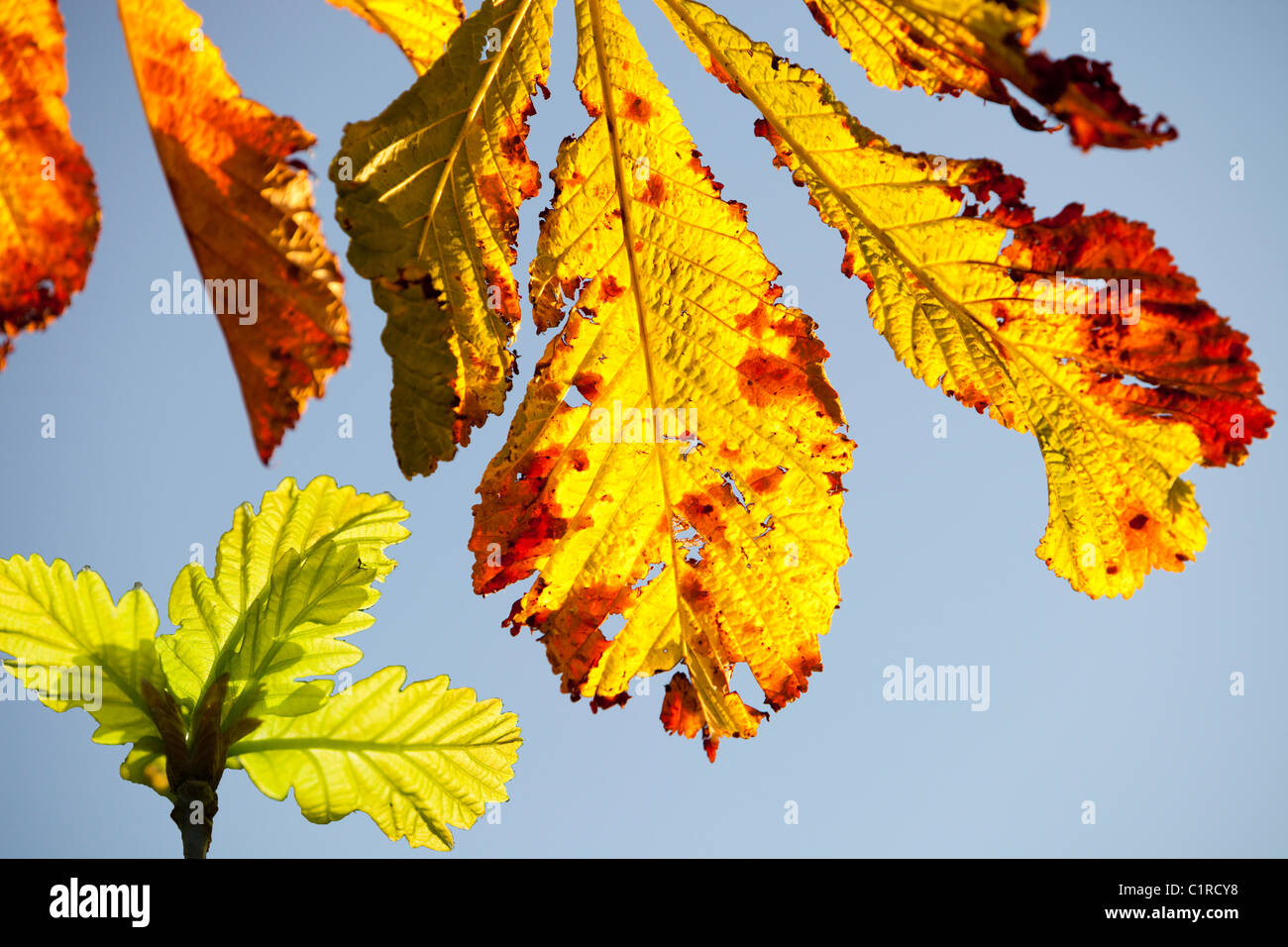 Feuille de marronnier d'automne Banque de photographies et d’images à ...