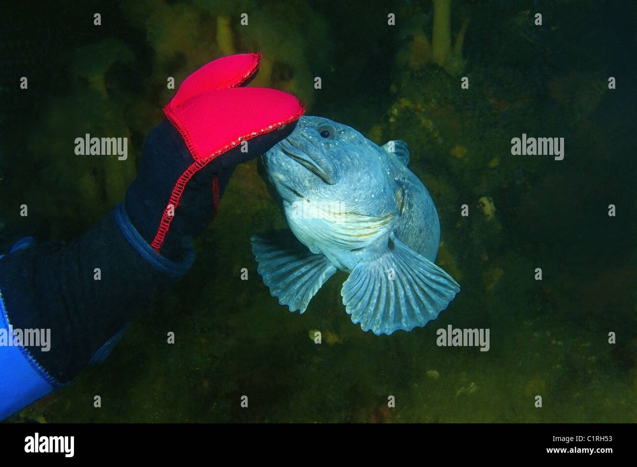 Loup atlantique, Atlantic catfish, seawolf, ocean poisson-chat, devil ...