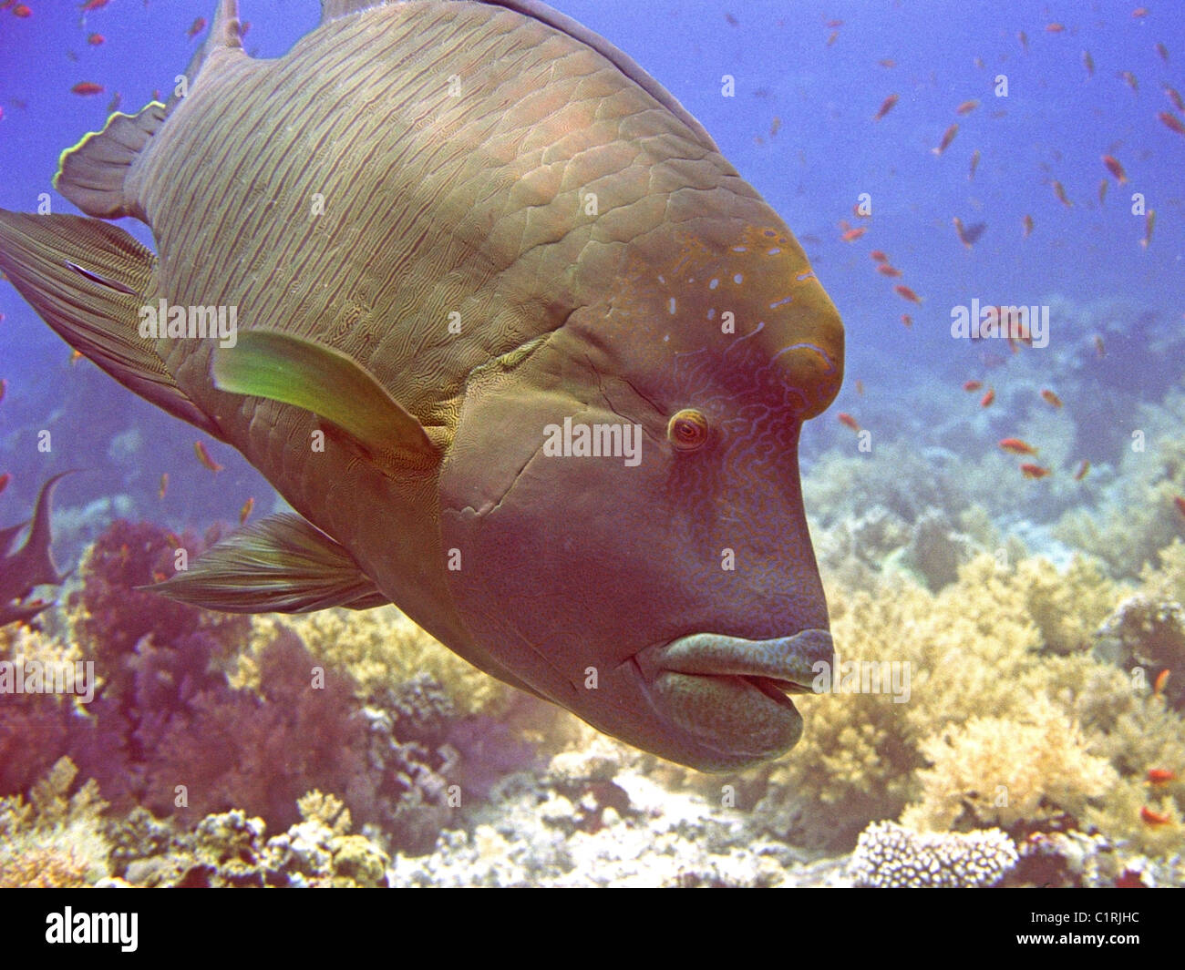 Napoleonfish, perroquets, Géant maori wrasse, Napoléon napoléon ...