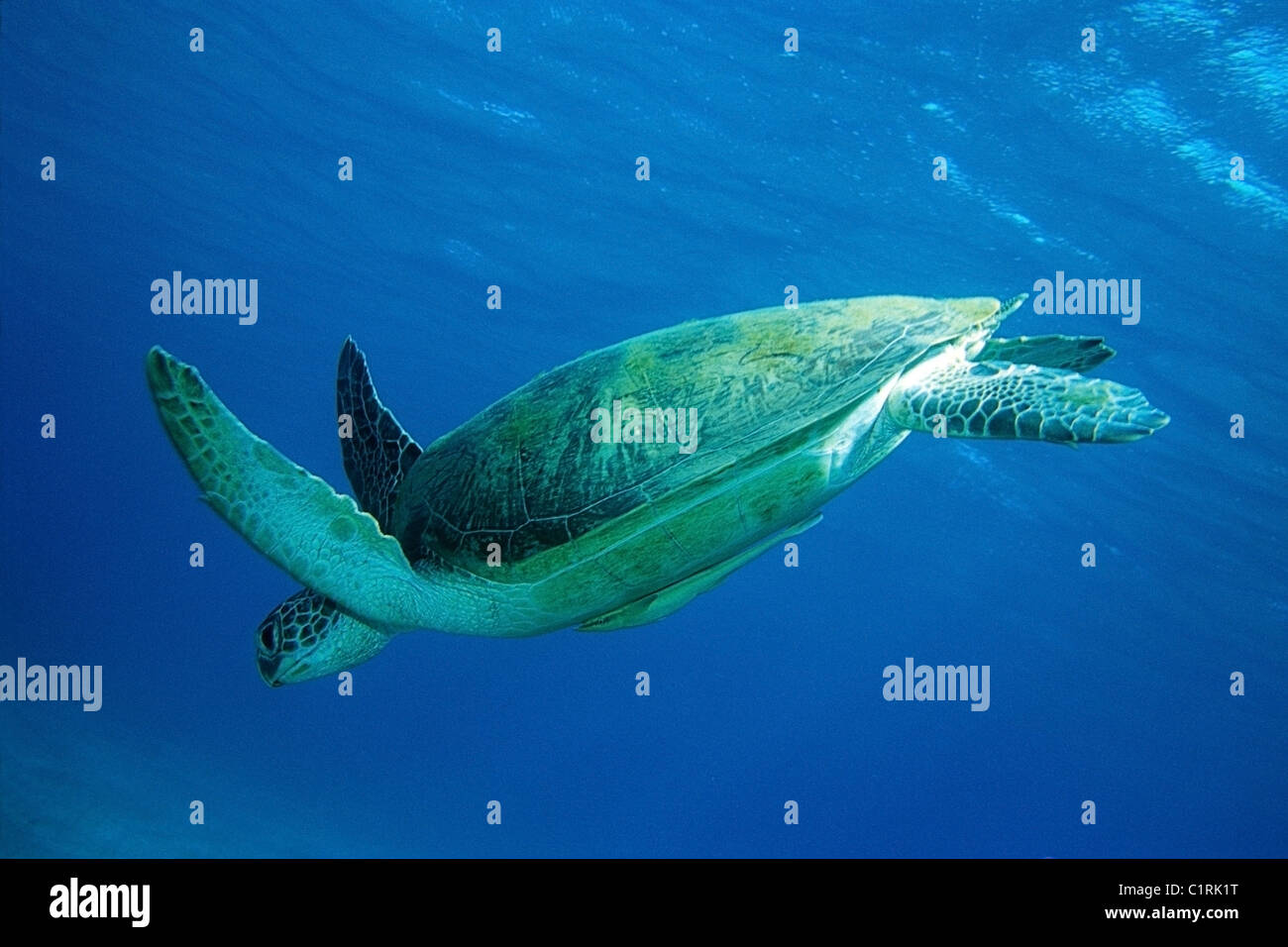 La tortue verte (Chelonia mydas), Marsa Alam, Red Sea, Egypt Photo ...