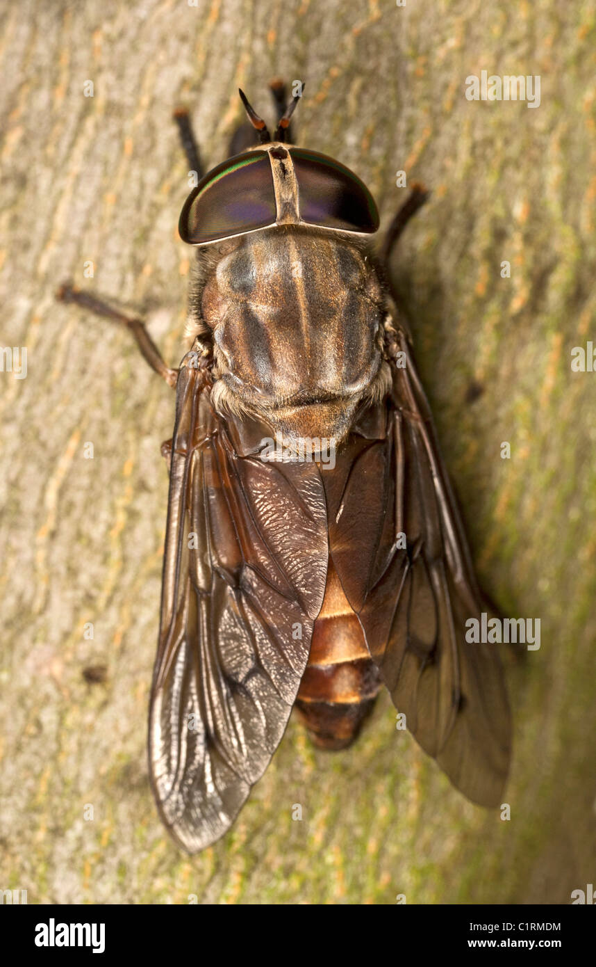 Tabanus sp Banque de photographies et d’images à haute résolution - Alamy