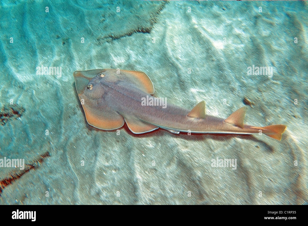 Le requin, la masse (poisson-guitare Rhinobatus rhinobatus), mer Rouge ...