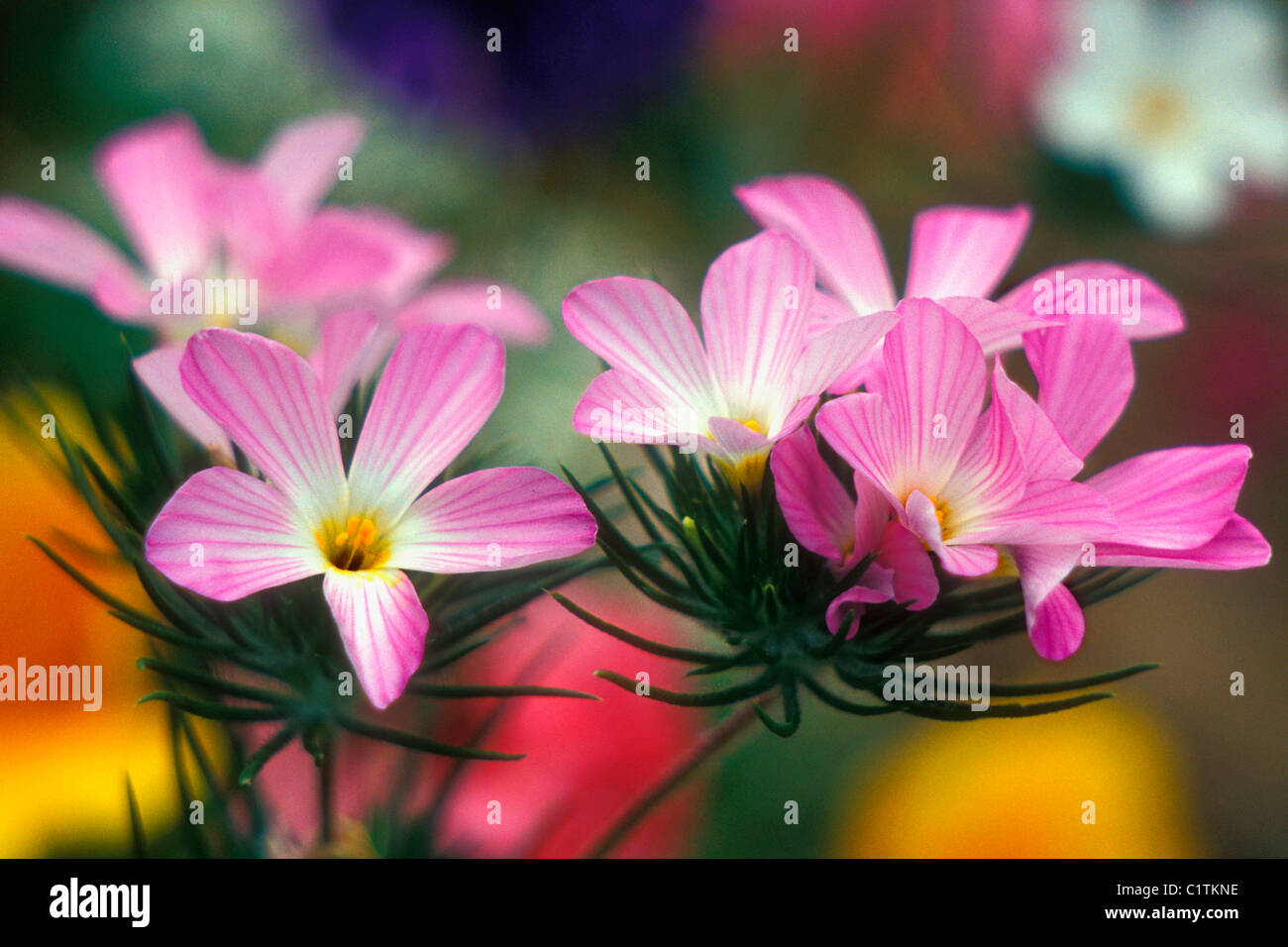 Linanthus grandiflorus Banque de photographies et d’images à haute ...