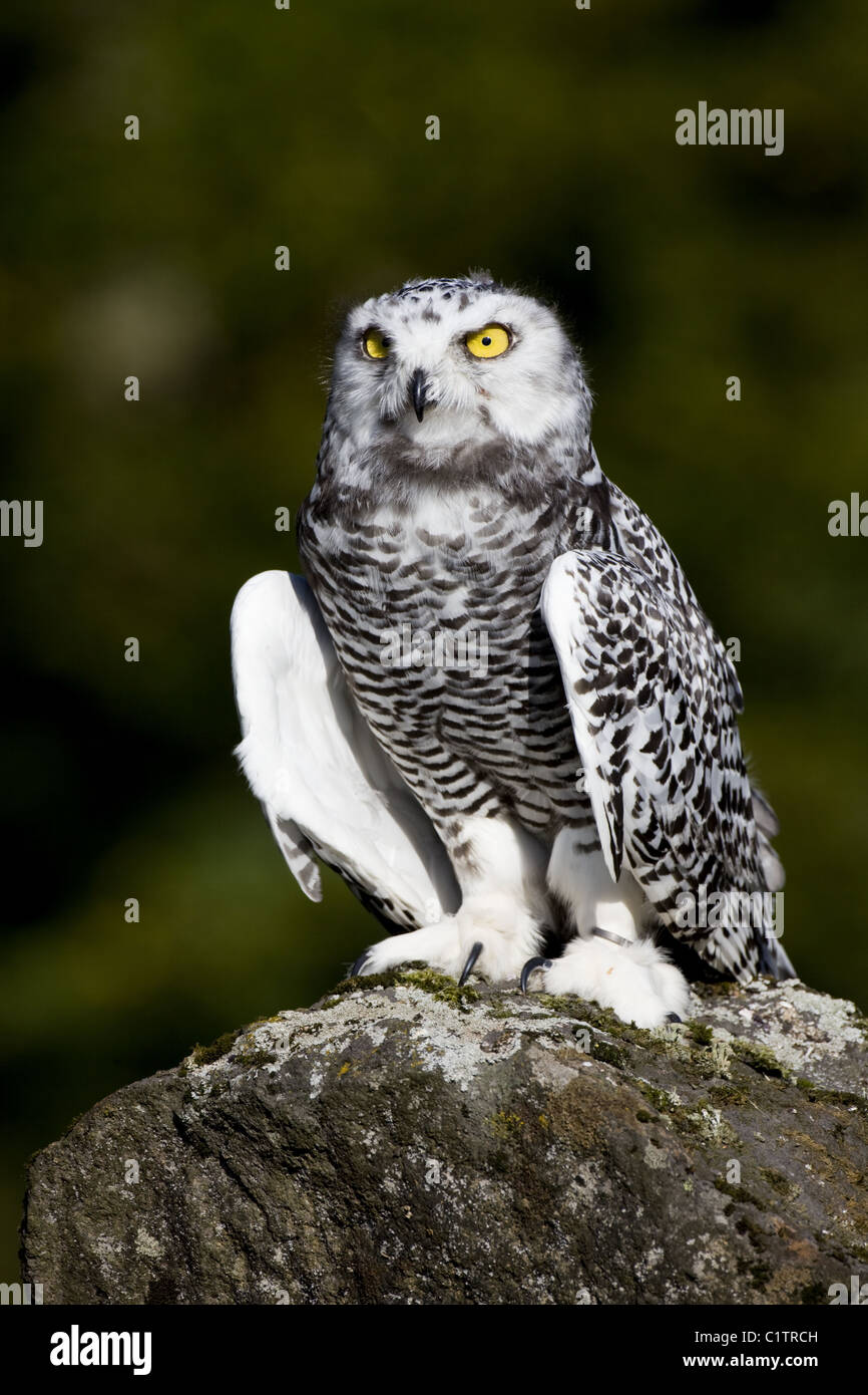 Harfang des neiges Banque de photographies et d’images à haute ...
