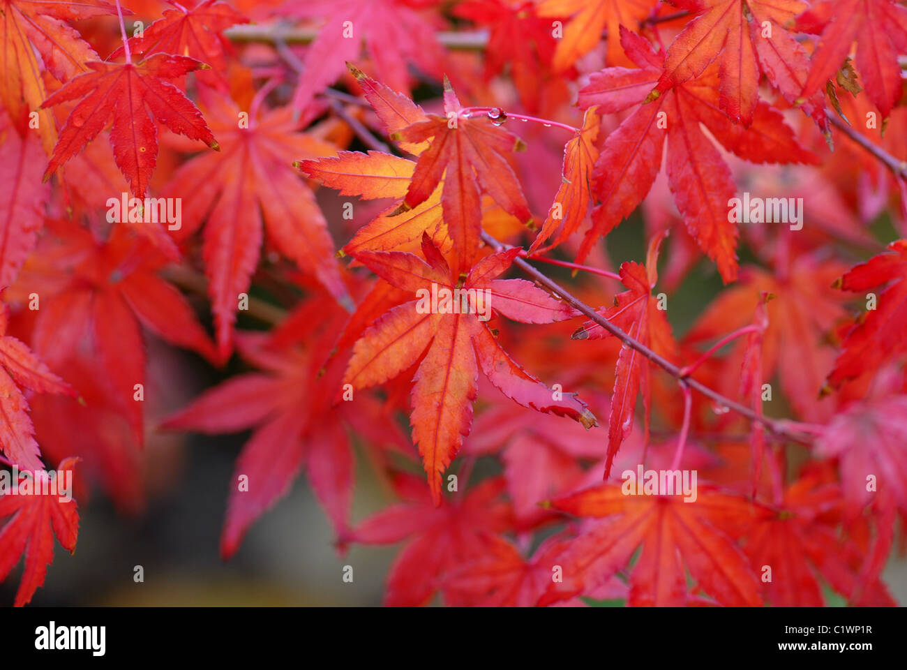 Un érable du Japon, Acer palmatum 'Osakazuki', l'affichage de ses ...