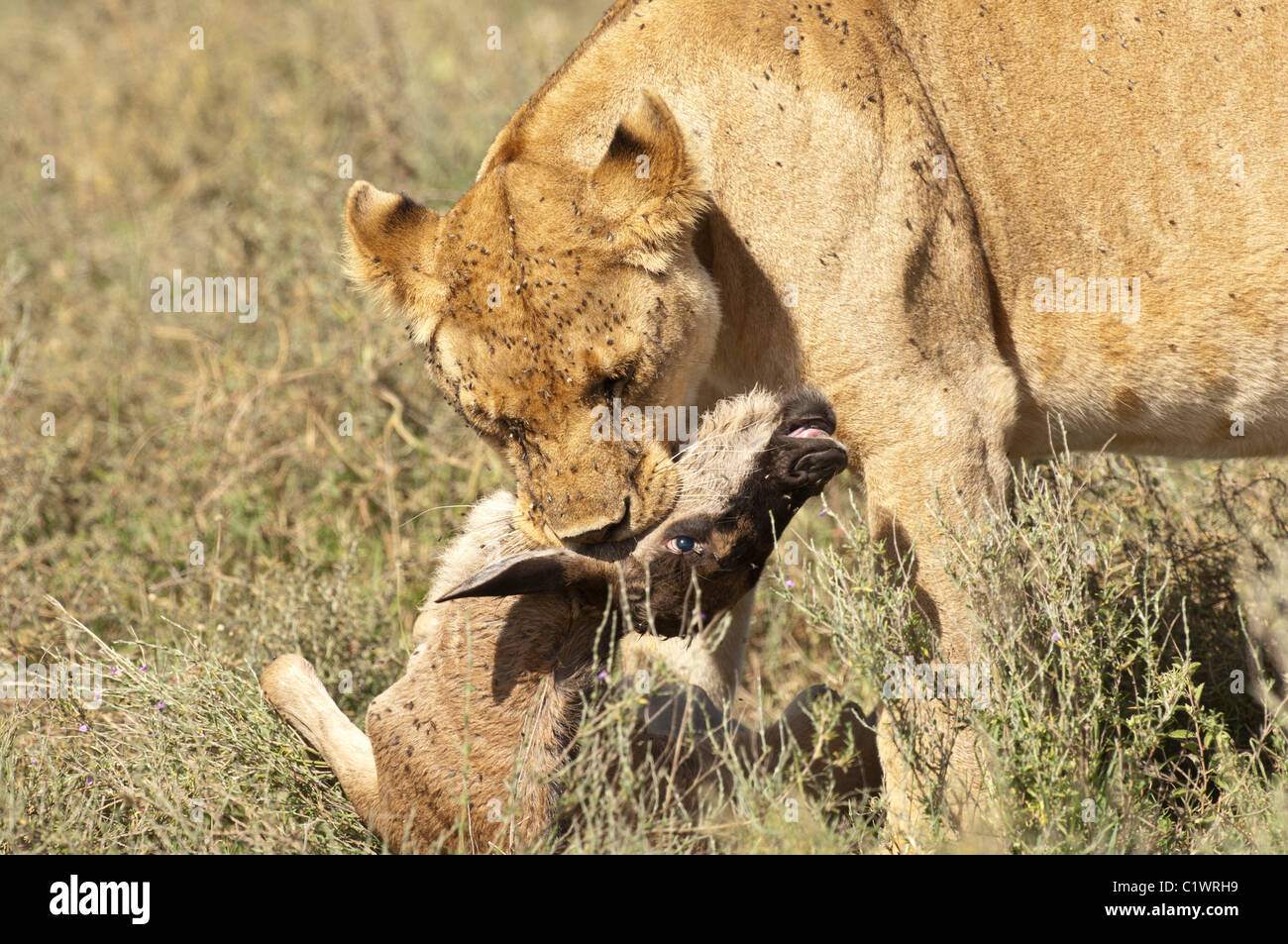Tuer une lionne Banque de photographies et d’images à haute résolution - Alamy