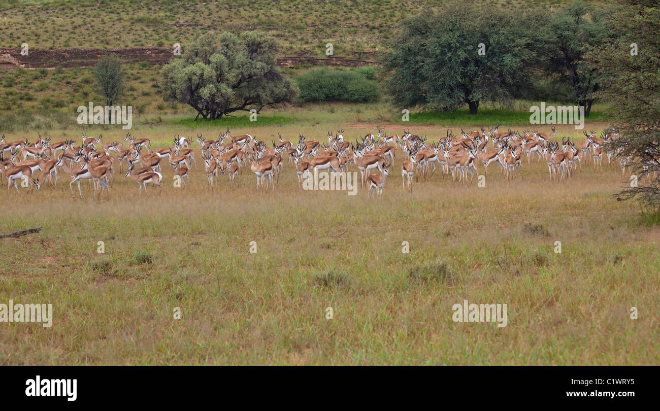 Springbok herd Banque de photographies et d’images à haute résolution ...