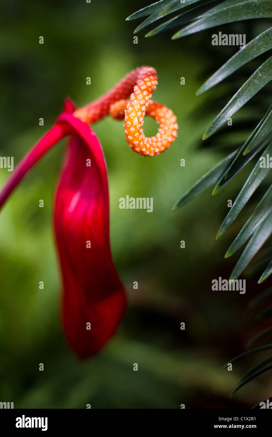 Pigtail anthurium Banque de photographies et d’images à haute résolution - Alamy