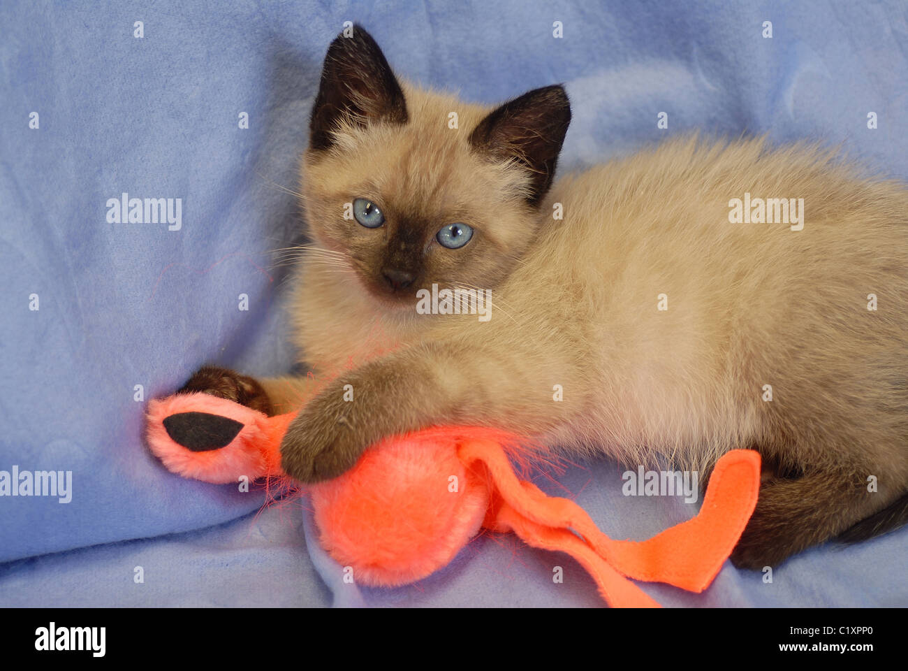 Squames D'animaux Banque d'image et photos - Alamy