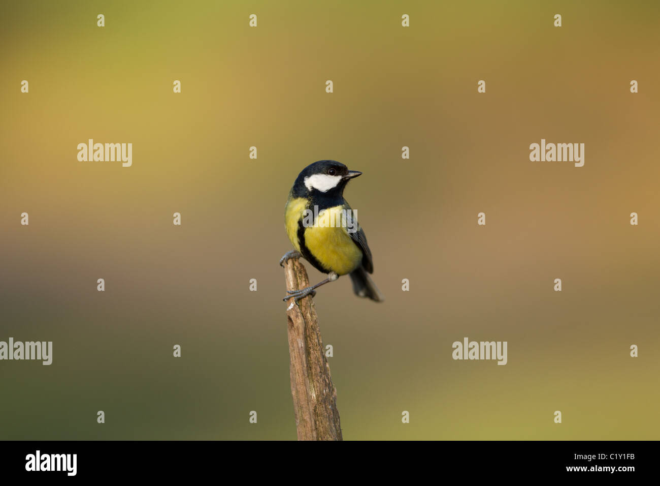 La Mésange charbonnière (Parus major) est une espèce de passereau de la famille Paridae Mésange ...