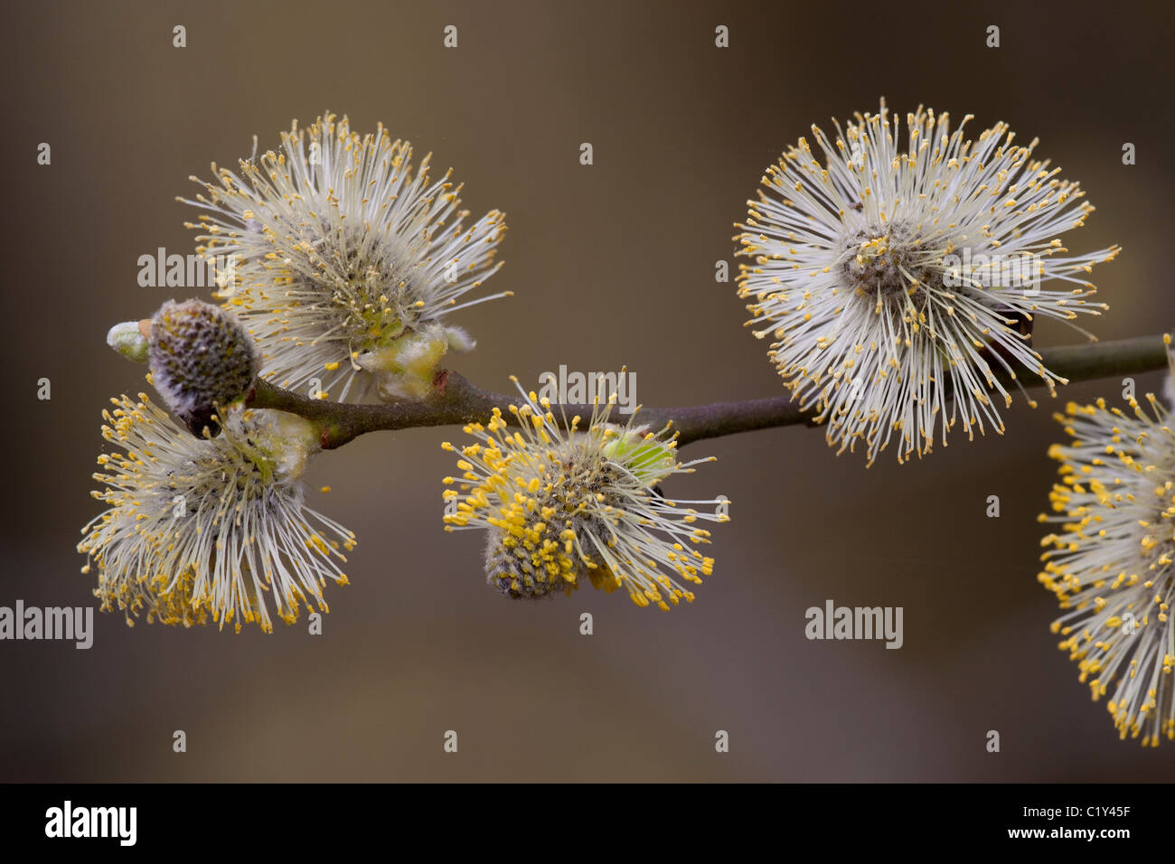 Salix caprea Banque de photographies et d’images à haute résolution - Alamy