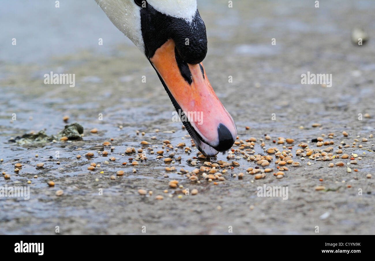 Cygne muet adulte Banque de photographies et d’images à haute résolution - Alamy