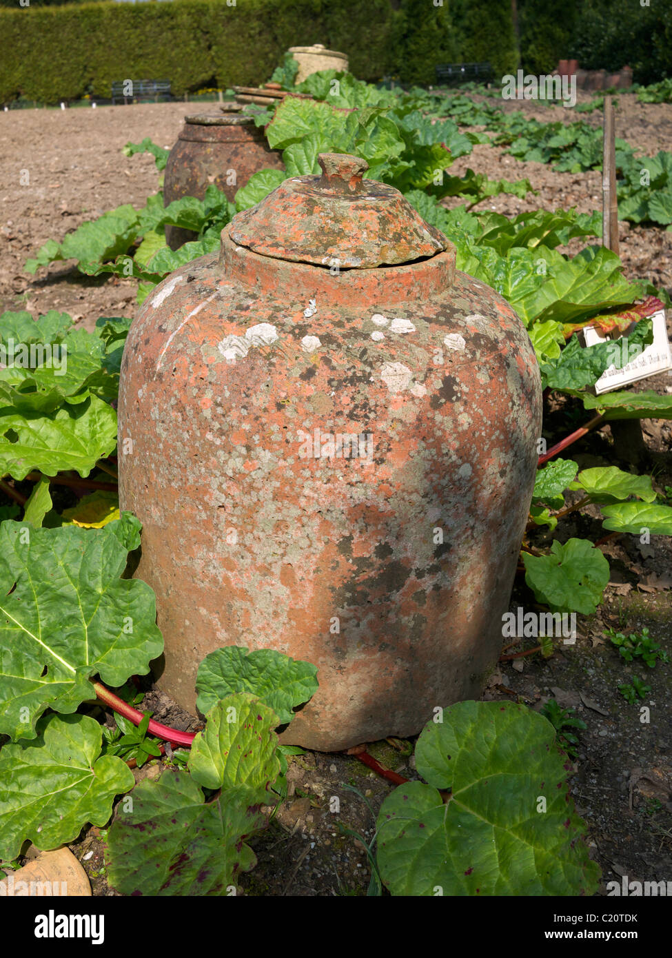 La rhubarbe en terre cuite dans le potager de l'ancienne à la perdu ...